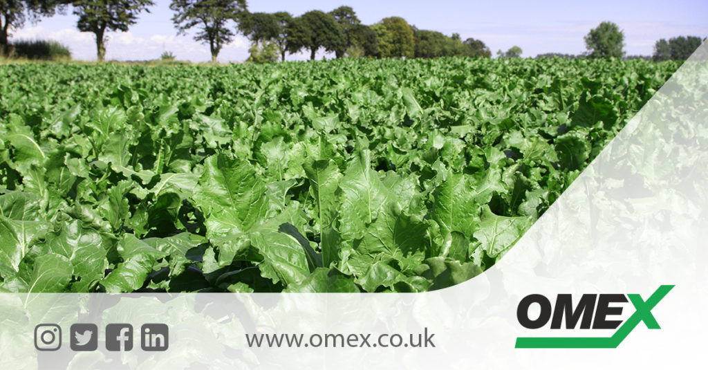 Tips for the best beet yield - OMEX Agriculture