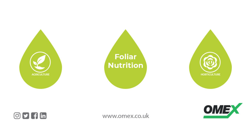 Boosting Plant Health with Foliar Nutrition - OMEX Agriculture