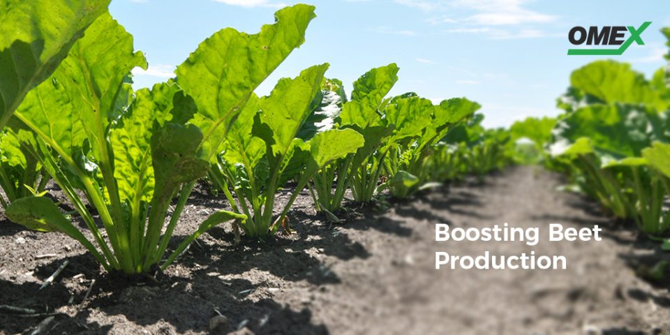 Boosting Beet Production - OMEX Agriculture