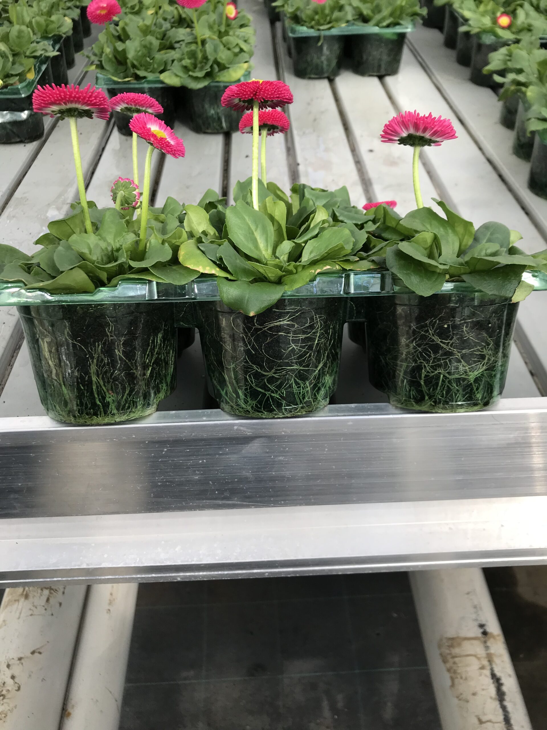 Building plant foundations - OMEX Agriculture