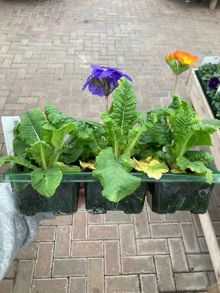 Building plant foundations - OMEX Agriculture