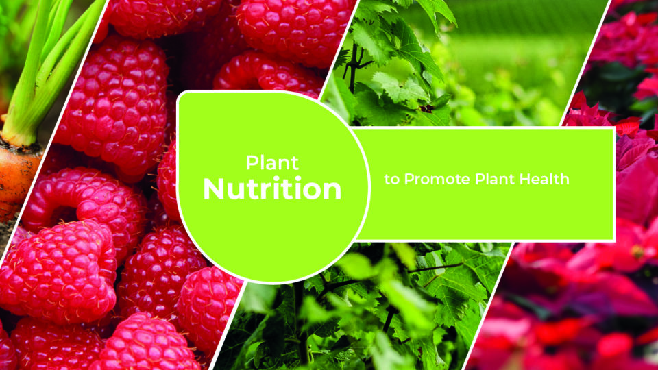 Plant Nutrition to Promote Plant Health - OMEX Agriculture
