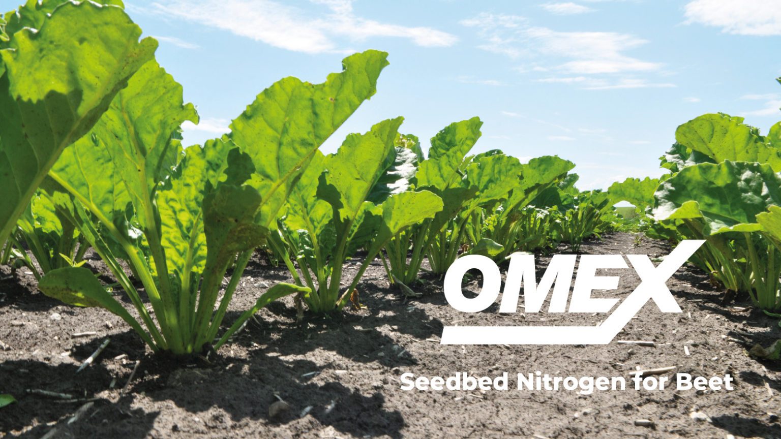 Seedbed Nitrogen To Boost Beet Crops - OMEX Agriculture