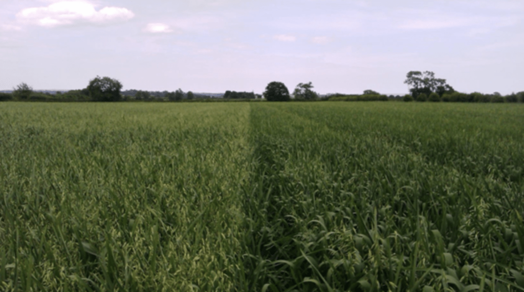 Discover The Power Of DIDIN | OMEX