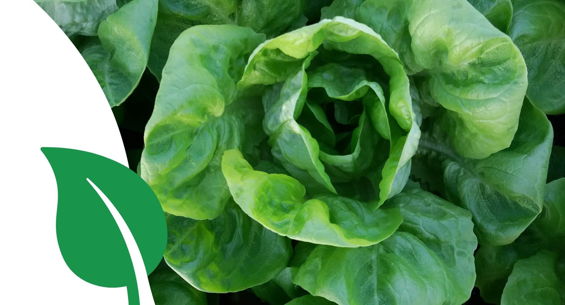 Discover NitroShield Urease Inhibitor | OMEX