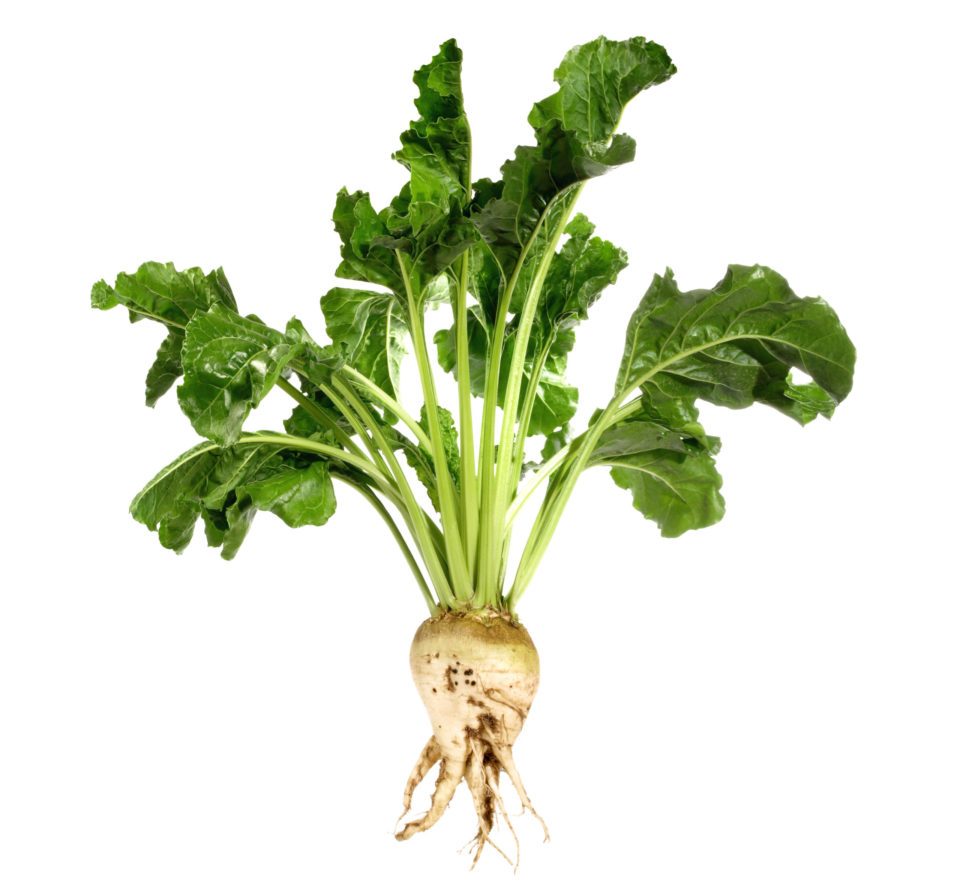 Sugar Beet Fertiliser and Nutrition | OMEX 🌱