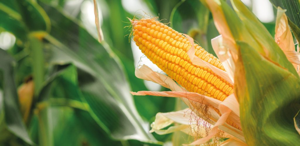 Maize Fertiliser and Crop Nutrition Solutions | OMEX 🌱