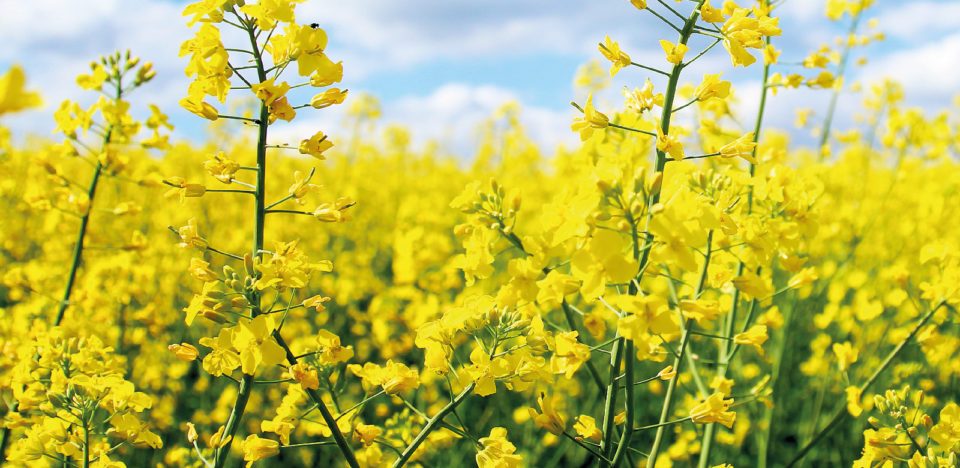 Oilseed Rape Fertiliser and Crop Nutrition | OMEX 🌱