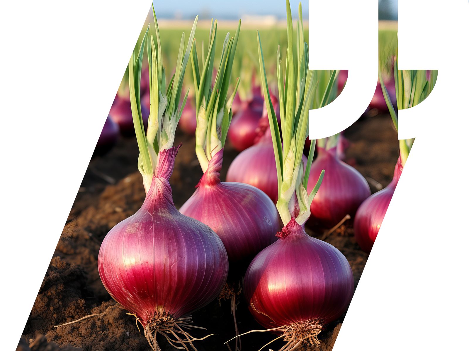 Onion and Leek Fertiliser and Crop Nutrition | OMEX 🌱