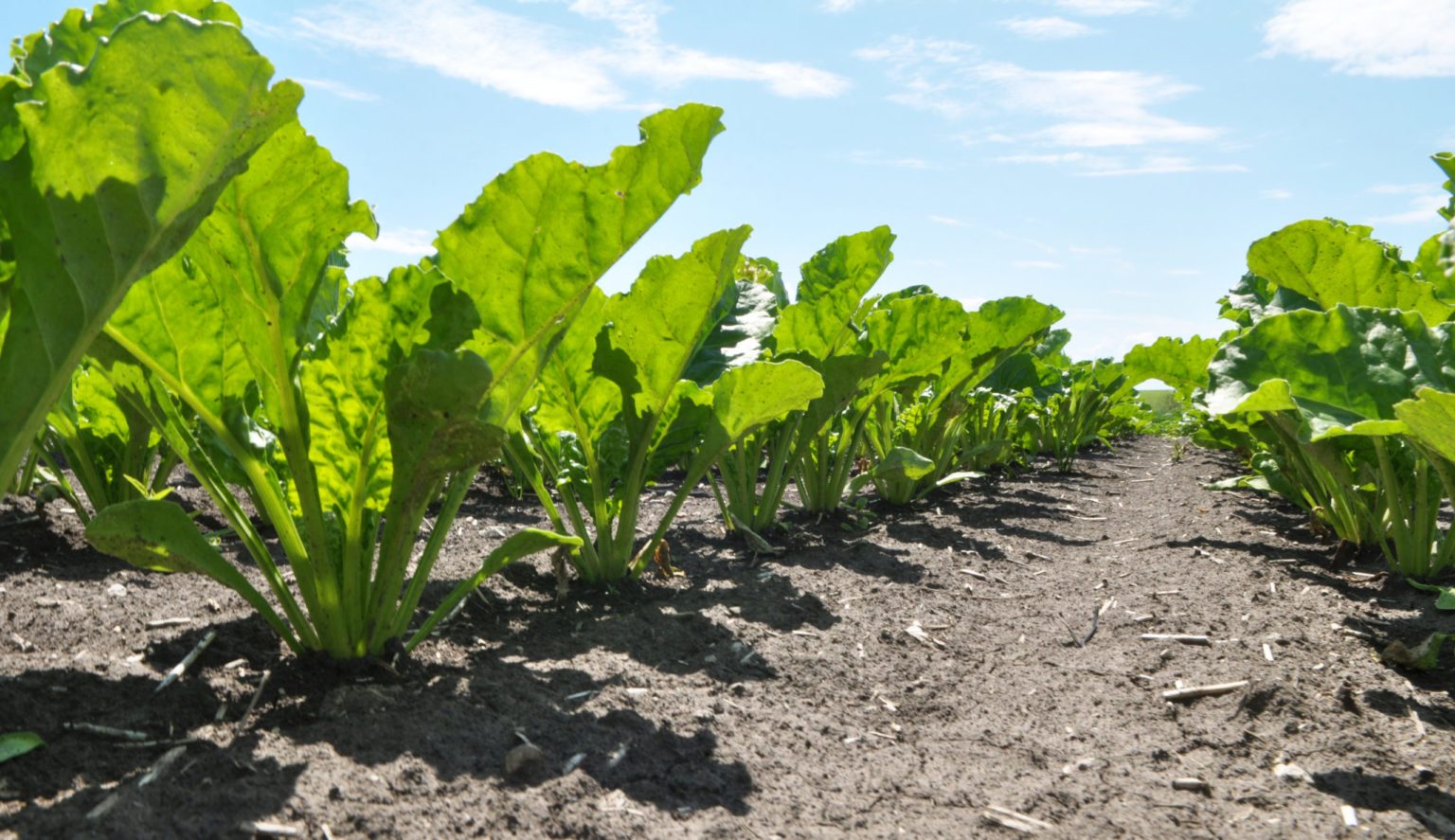 Sugar Beet Fertiliser and Nutrition | OMEX 🌱